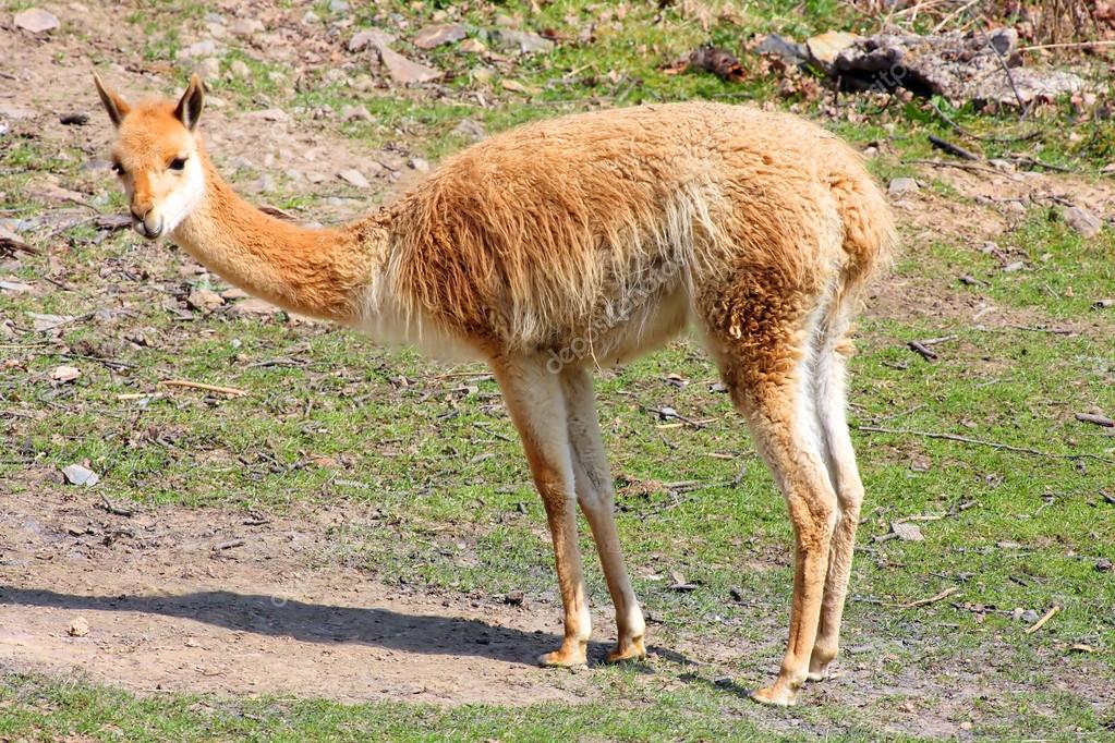 Pretty llama Stock Photo by ©vladvitek 35439999