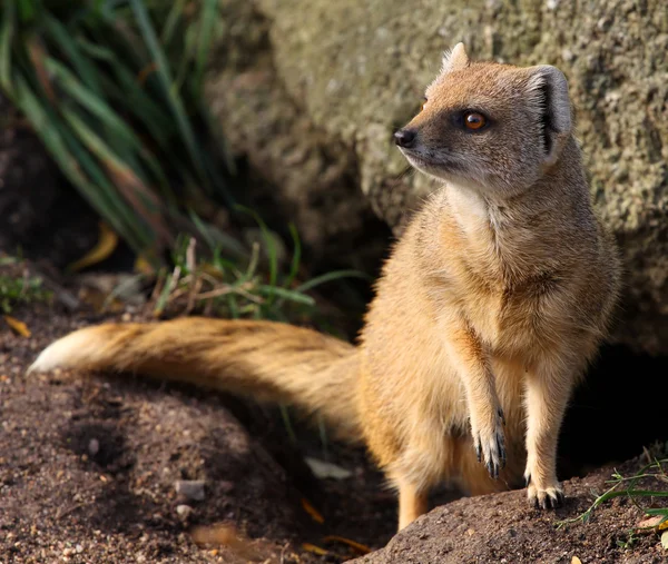 ᐈ Mongoose stock images, Royalty Free mongoose pictures photos ...