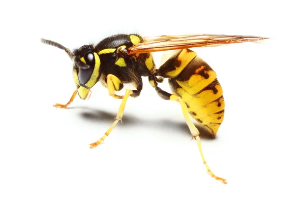 The Yellow Jacket Wasp. — Stock Photo © vladvitek #12714573