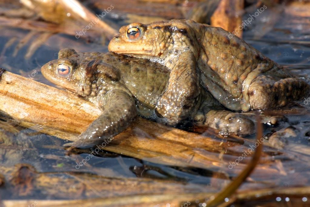 Two toads Stock Photo by ©vladvitek 35440291