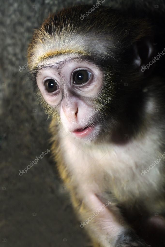 Monkeys — Stock Photo © vladvitek #35441739