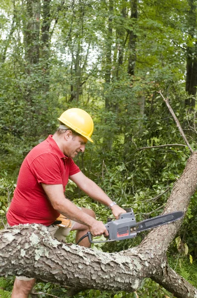 Tree surgeon using chain saw fallen tree - Stock Image - Everypixel