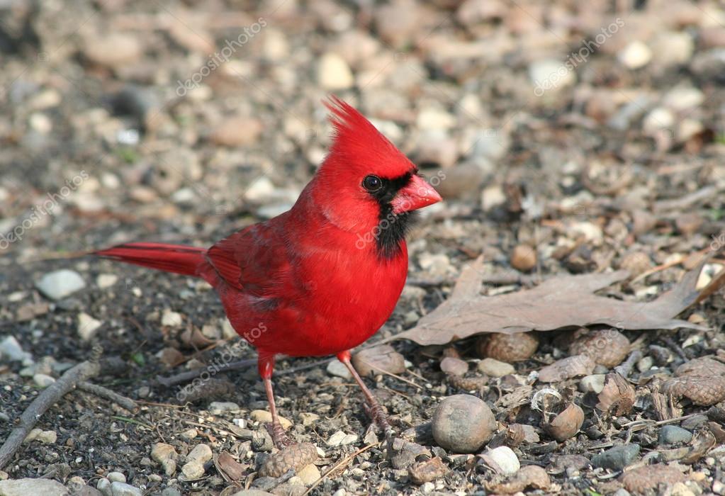 Red Cardinal — Stock Photo © ctppix #14425143