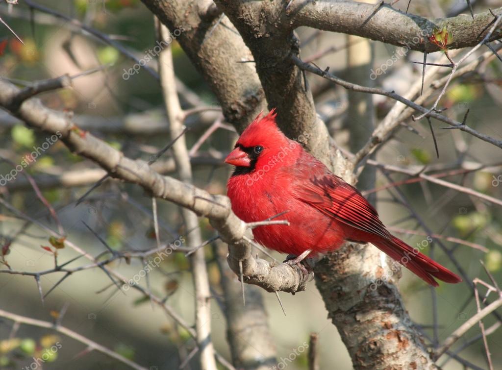Red Cardinal Bird on the Tree — Stock Photo © ctppix #18657637