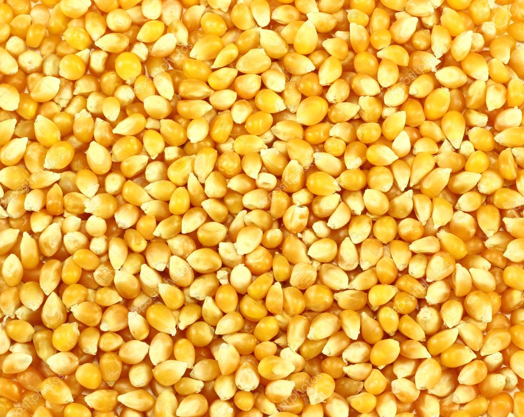 Corn grains — Stock Photo © darkhriss #22662939