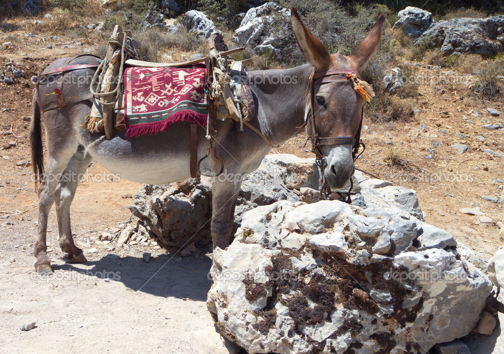 Burro descansando en la isla de Creta en Grecia 2022