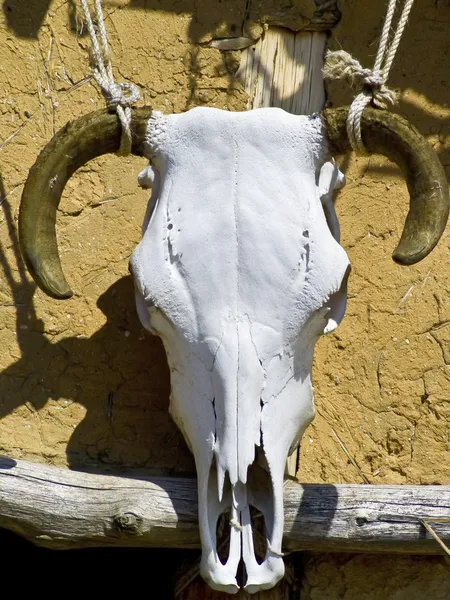 ᐈ Bull skeleton stock photos, Royalty Free bull skull bones images ...