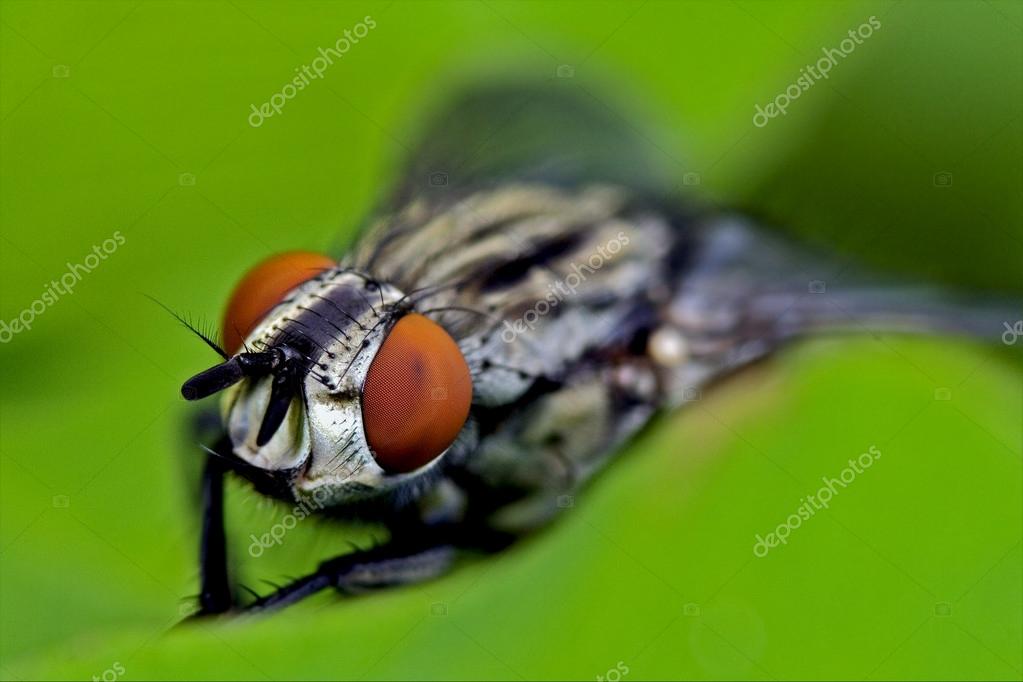 Calliphoridae — Stock Photo © lkpro #20420461