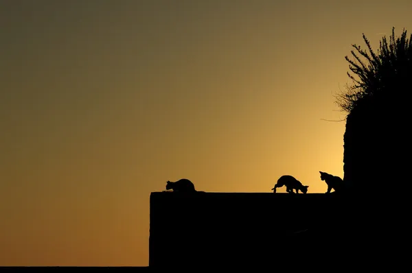 Cat sunrise Stock Photos, Royalty Free Cat sunrise Images | Depositphotos