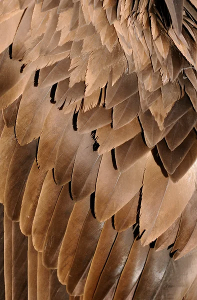 Bird wing detail texture — Stock Photo © sharynos #55862093