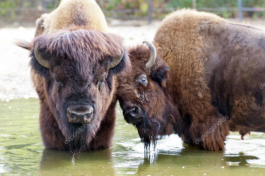 American bison / American buffalo Stock Photo by ©Nazzu 19126371