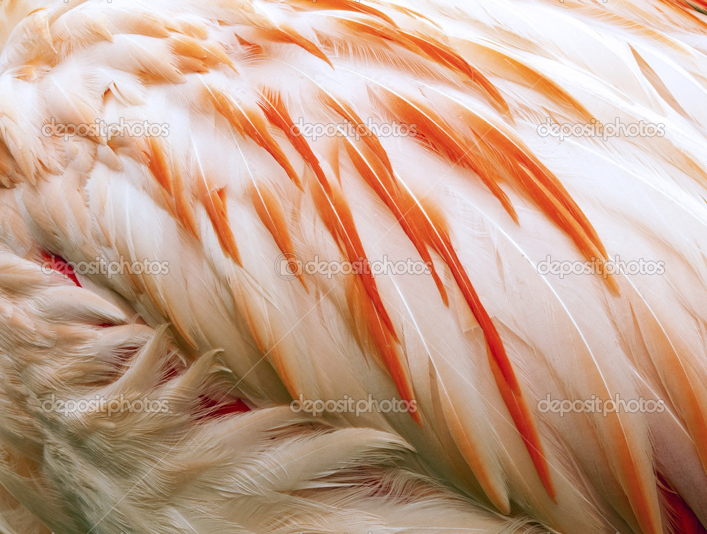 Bird feathers Stock Photo by ©Nazzu 25814771