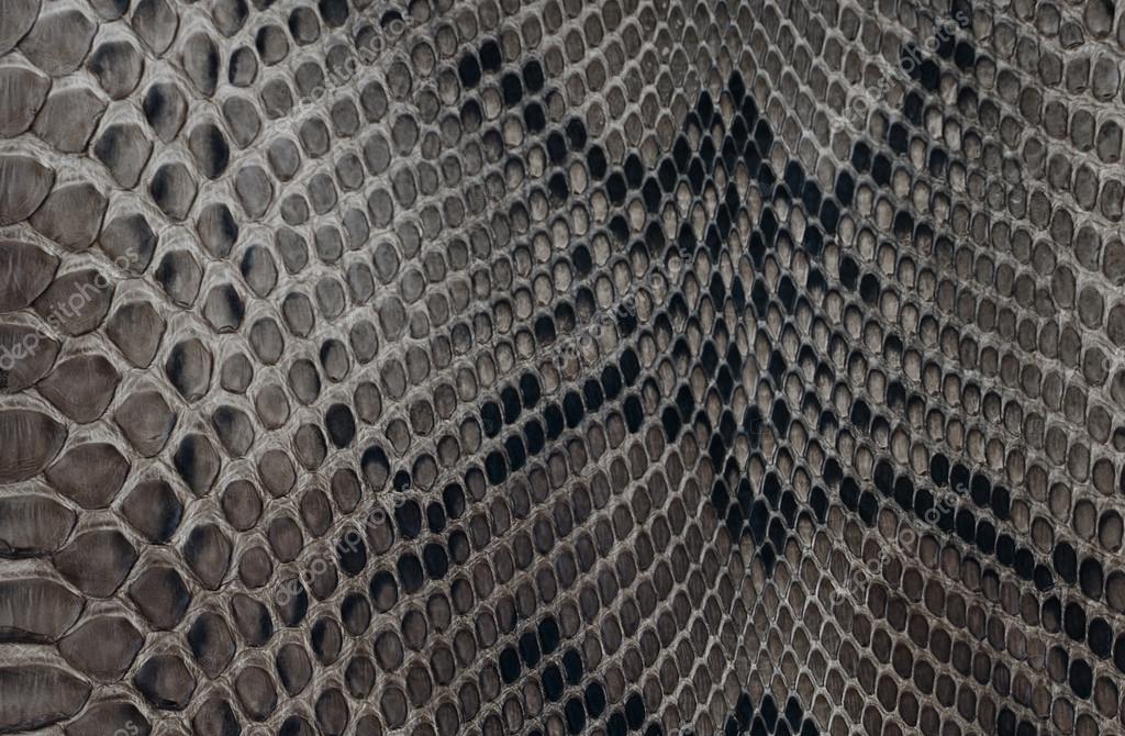 piel de serpiente — Foto de stock © ls992007 #25045257