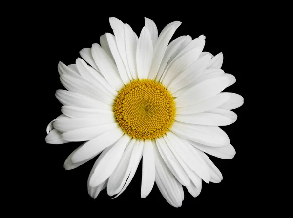 Daisy black background Stock Photos, Royalty Free Daisy black ...