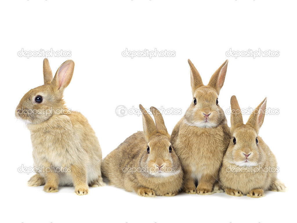 Group of rabbits Stock Photo by ©rusugrig 12742430