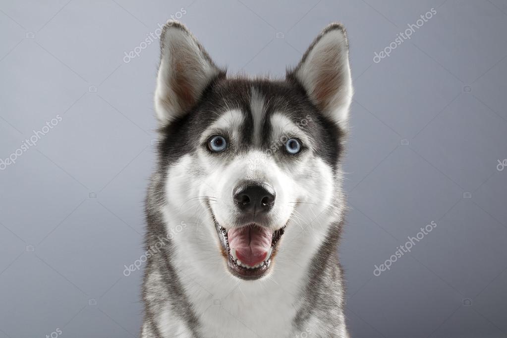 Husky Face Meme