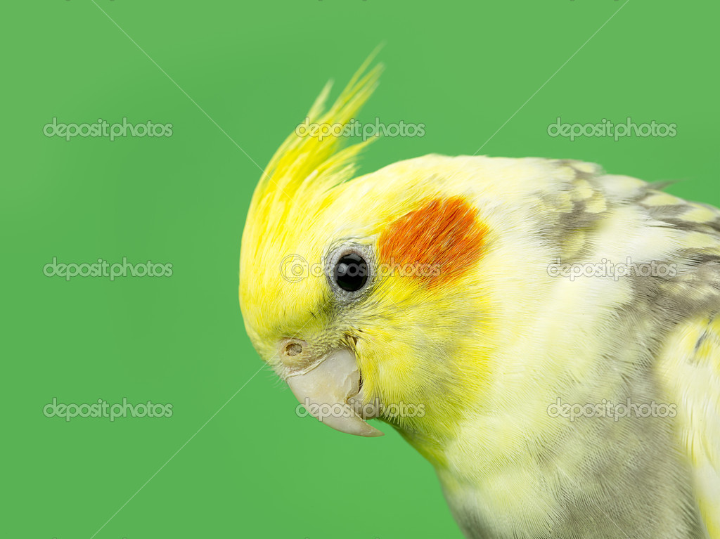 Northern cardinal bird face — Stock Photo © rusugrig #12742669