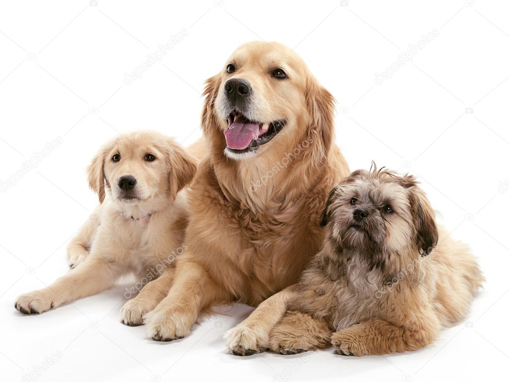 Three Dogs — Stock Photo © rusugrig #12743043
