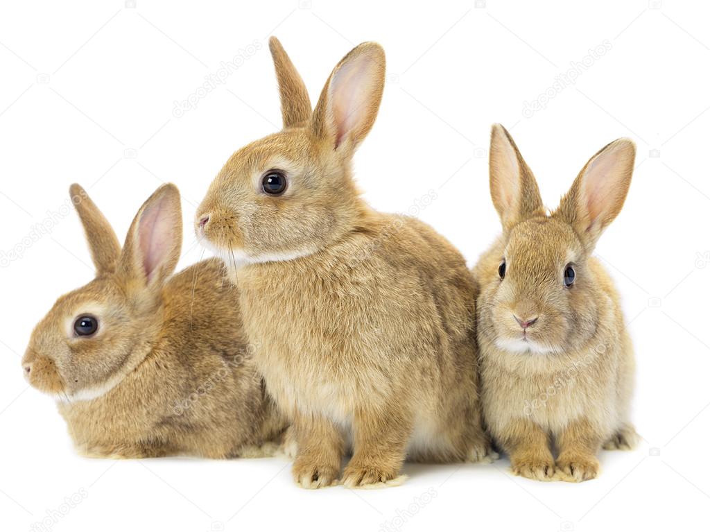 Three brown rabbits — Stock Photo © rusugrig #12743051