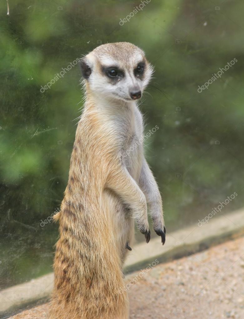 Surikata — Stock Photo © ros1922 #12811879