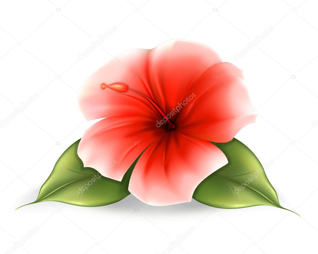 Red flower, illustration — Stock Vector © natis76 #12799184