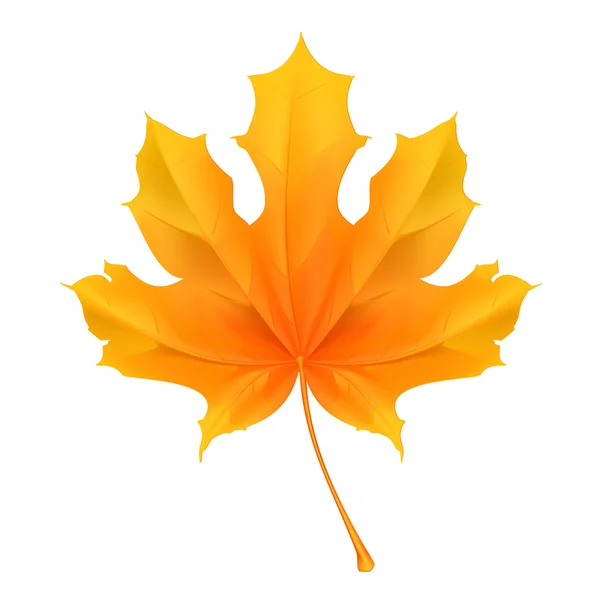 Maple leaf, vector — Stock Vector © natis76 #44309727