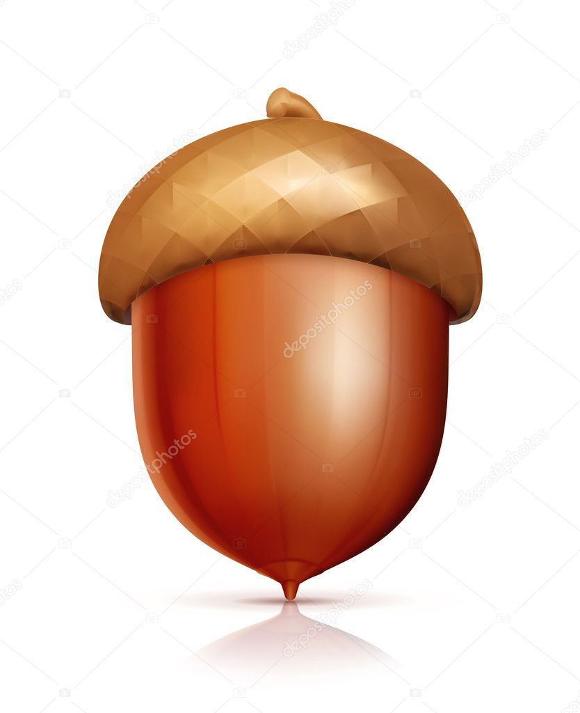 Acorn, vector — Stock Vector © natis76 #12825074 Acorn, vector — Stock Vector © natis76 #12825074