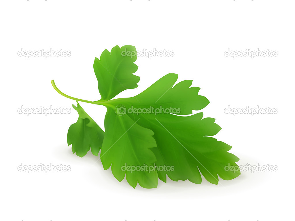 Parsley, vector Stock Vector by ©natis76 23280678
