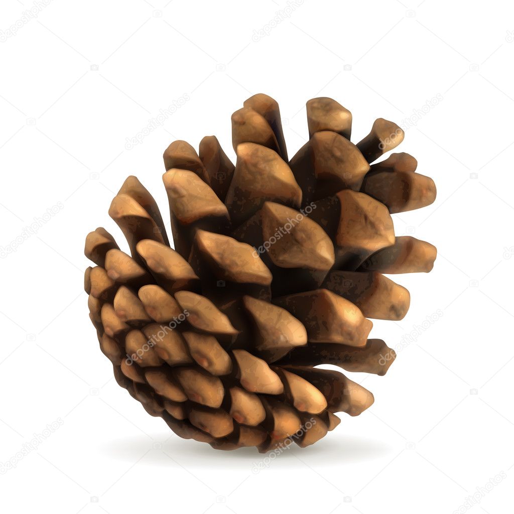 Pine cone vector illustration — Stock Vector © natis76 #44309593 Pine cone vector illustration — Stock Vector © natis76 #44309593