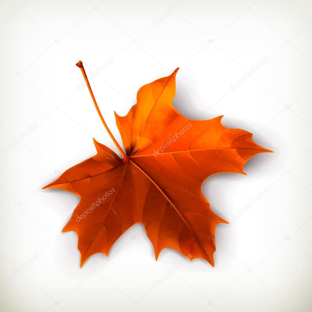 Maple leaf, vector — Stock Vector © natis76 #44309727