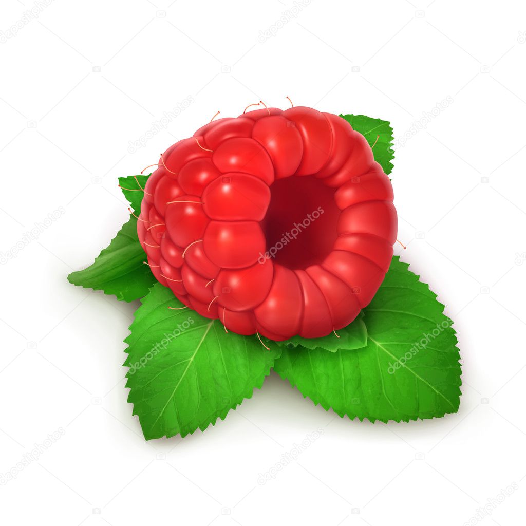 Raspberries and mint, detailed vector Stock Vector by ©natis76 44315741