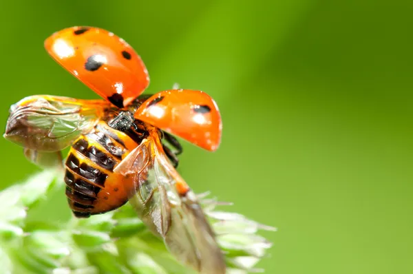 ᐈ Pictures ladybugs stock photos, Royalty Free ladybugs pics | download ...