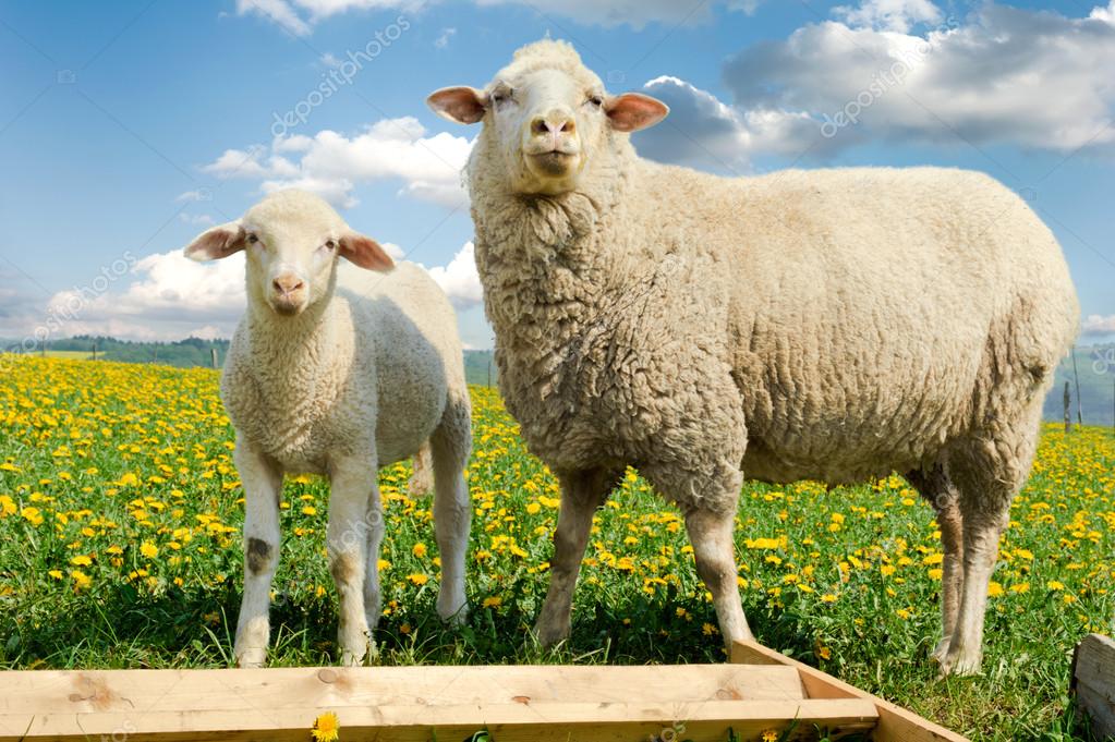 Mother sheep and her lamb — Stock Photo © paulgrecaud #12727863 Mother sheep and her lamb — Stock Photo © paulgrecaud #12727863