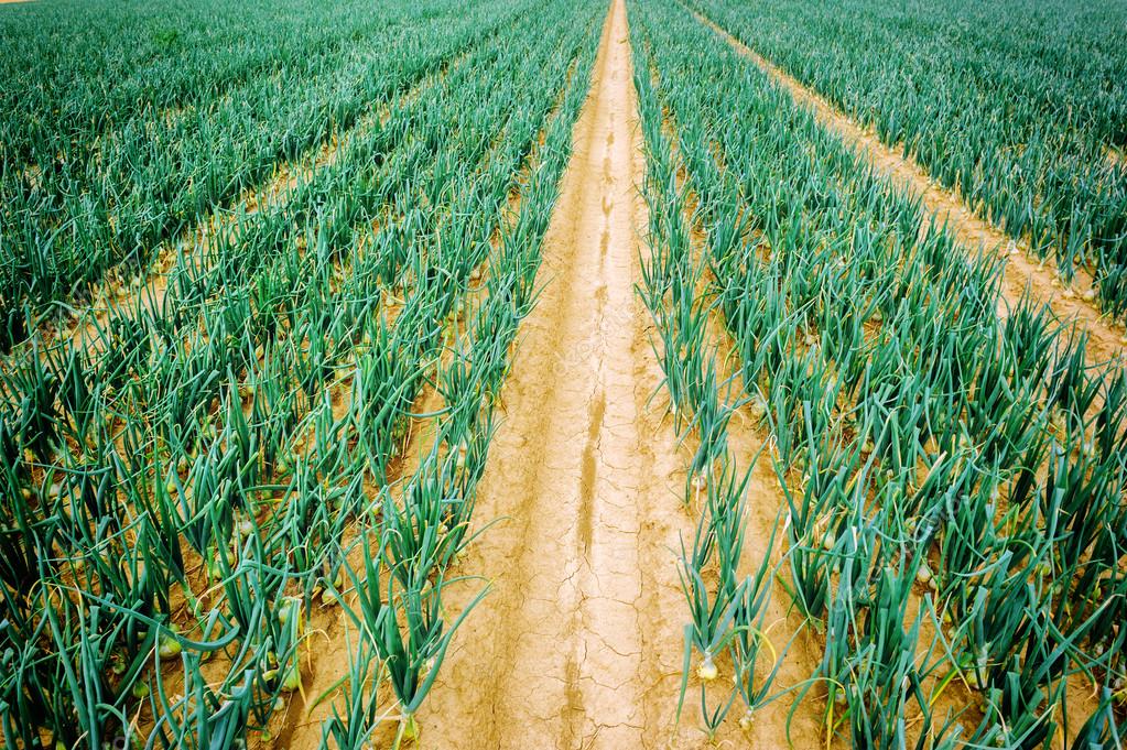 Onion field — Stock Photo © paulgrecaud #40662835