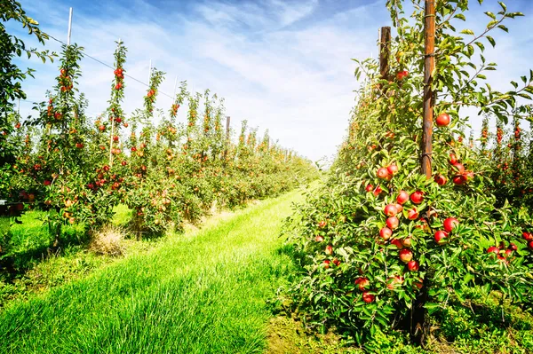Orchard Stock Photos, Royalty Free Orchard Images | Depositphotos