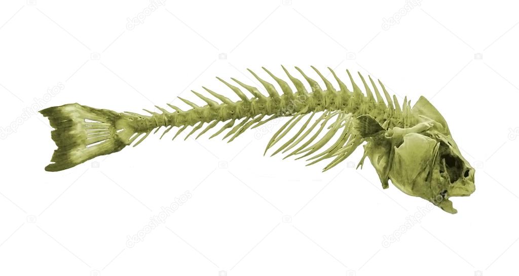 Isolated Big Fishbone Stock Photo by ©DanFLCreativo 42064525
