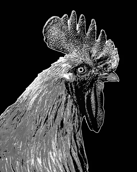 Dead rooster Stock Photos, Royalty Free Dead rooster Images | Depositphotos