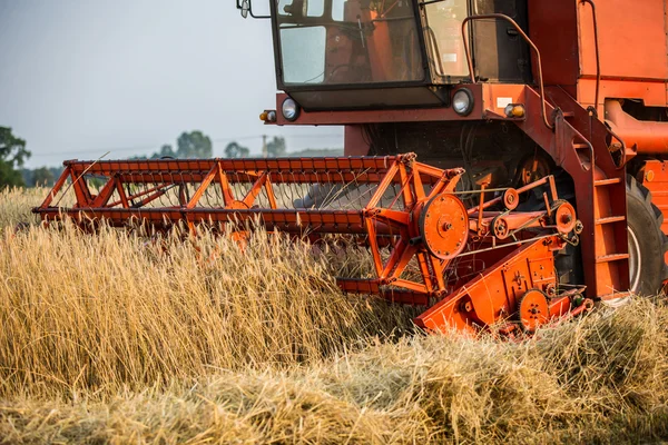 Process of harvesting with combine, gathering mature grain crops from ...