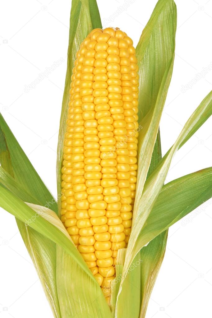 Corn — Stock Photo © pioneer111 #50082659