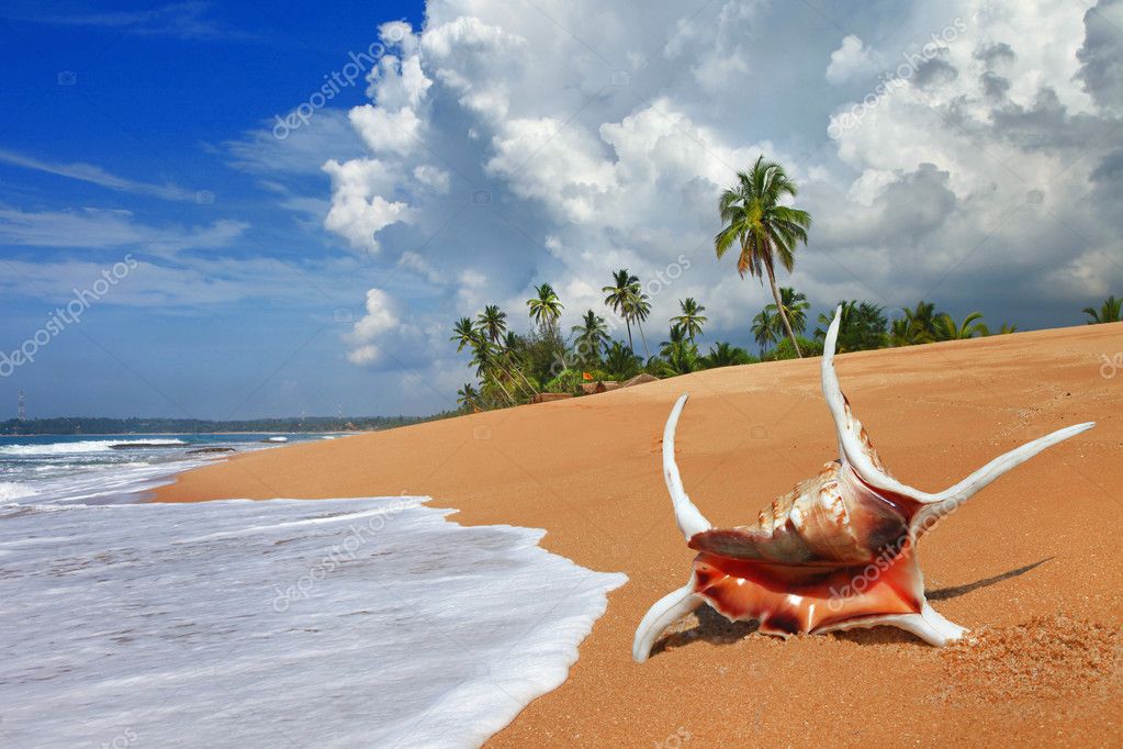Tropical solitude - beautiful beach scene with sea shell Stock Photo by ...