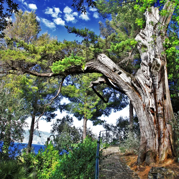 Big old tree Stock Photos, Royalty Free Big old tree Images | Depositphotos