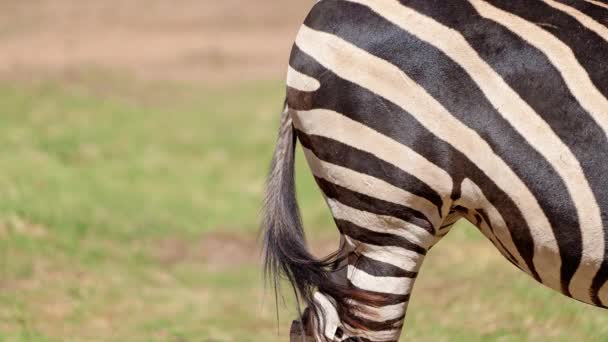 184 Savannas Videos, Royalty-free Stock Savannas Footage | Depositphotos