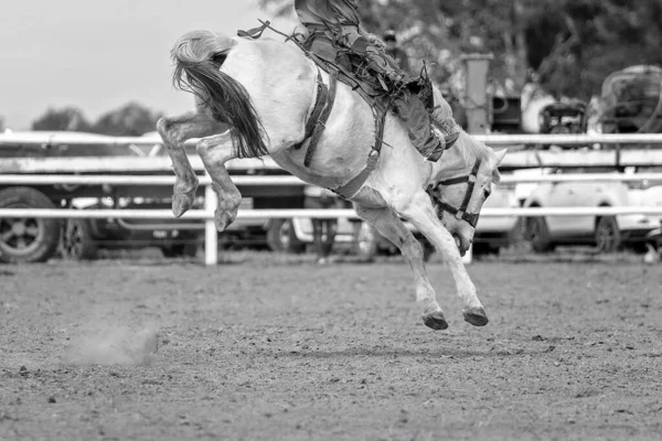 Barrel Racer Black And White