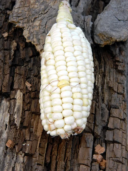 Corn tree Stock Photos, Royalty Free Corn tree Images | Depositphotos