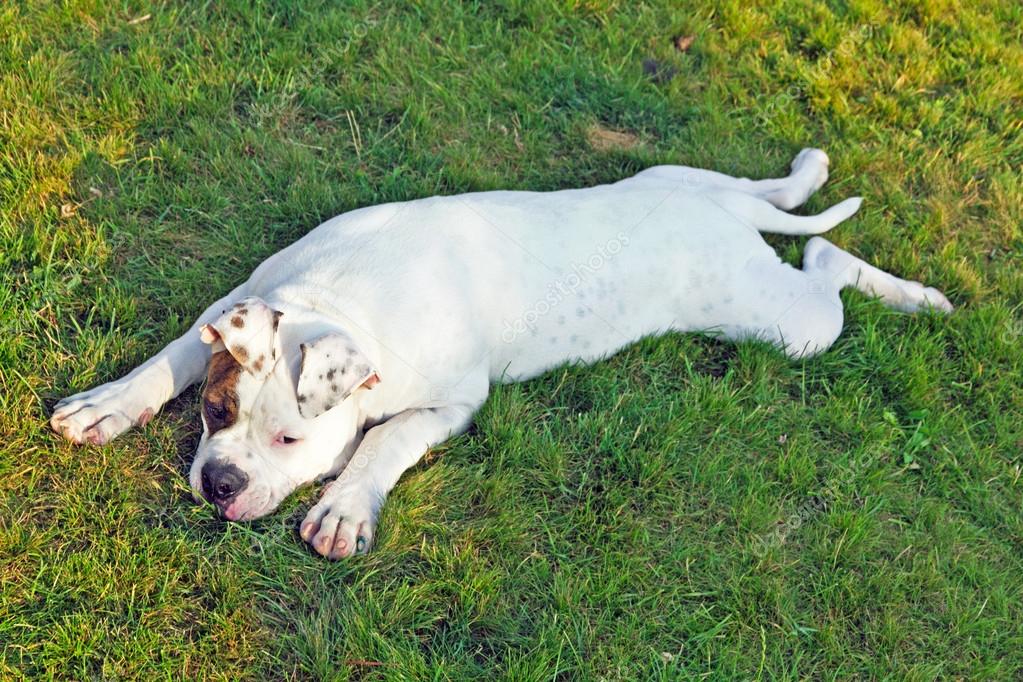 Perro descansando — Foto de stock #21838213 © lilu1331