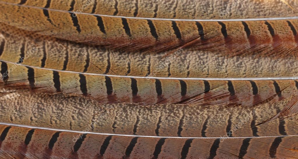 Images: hawk feathers | Beautiful hawk feathers, close-up — Stock Photo ...