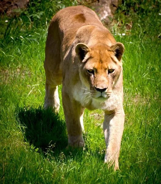 Lion rouge Stock Photos, Royalty Free Lion rouge Images | Depositphotos