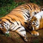 Two tigers Stock Photo by ©MarcoGovel 31209693
