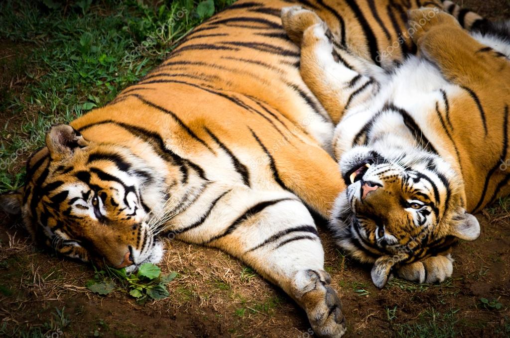 Two tigers Stock Photo by ©MarcoGovel 31209693