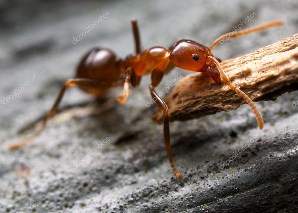 Strong ant Stock Photo by ©pelooyen 12708389